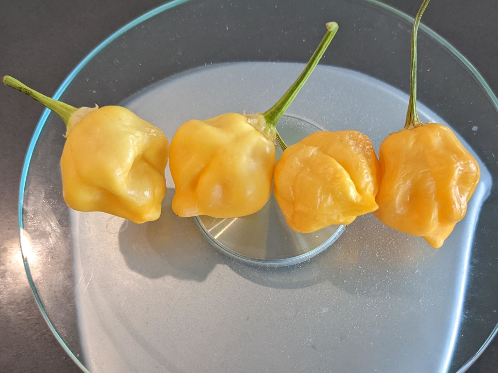 Sugar Rush Peach x Yellow Brazilian Starfish F3 - PC001 - Open Pepper ...