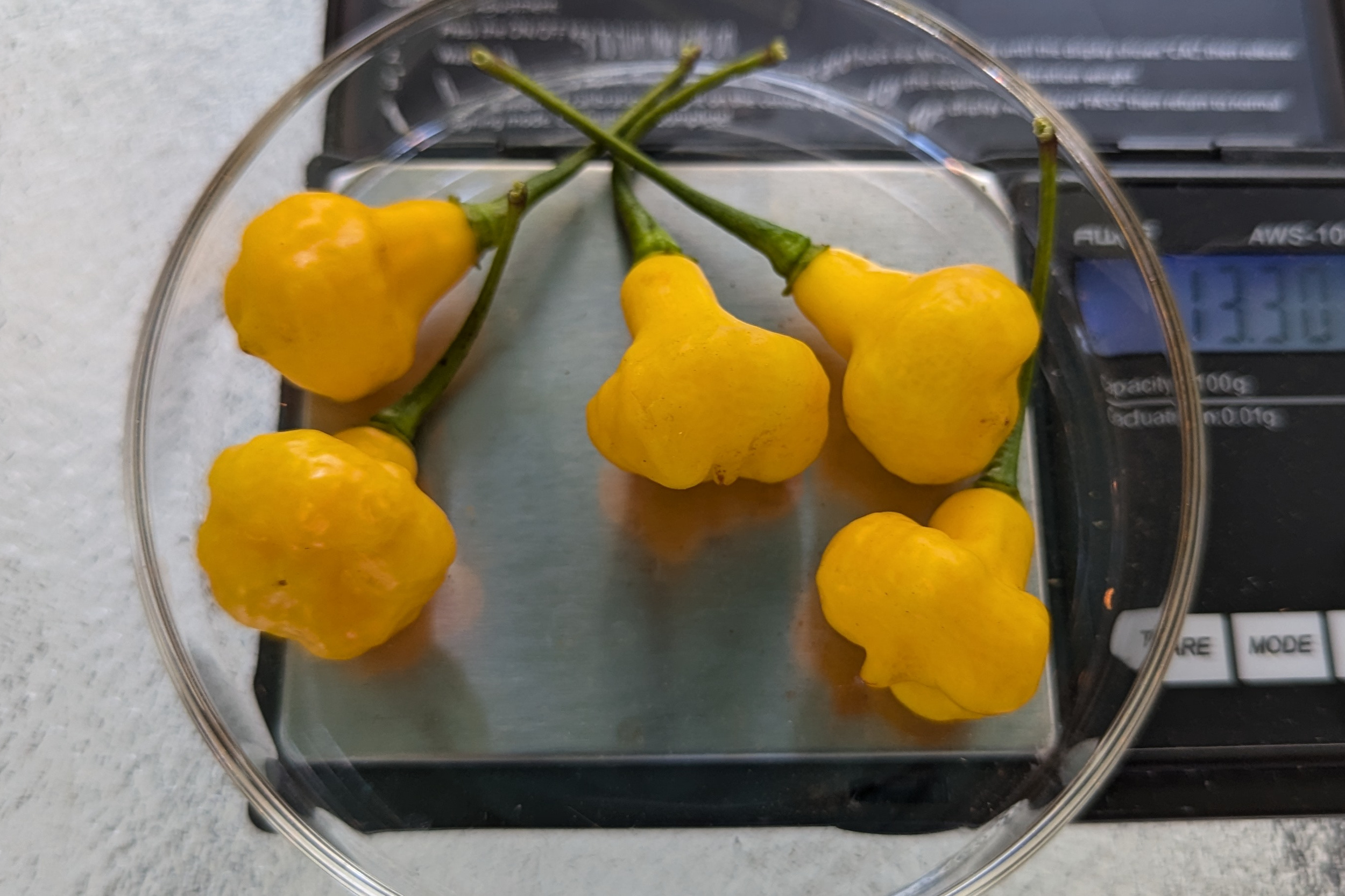 PE005 Sunbeam Lantern (F5) - Open Pepper Breeding