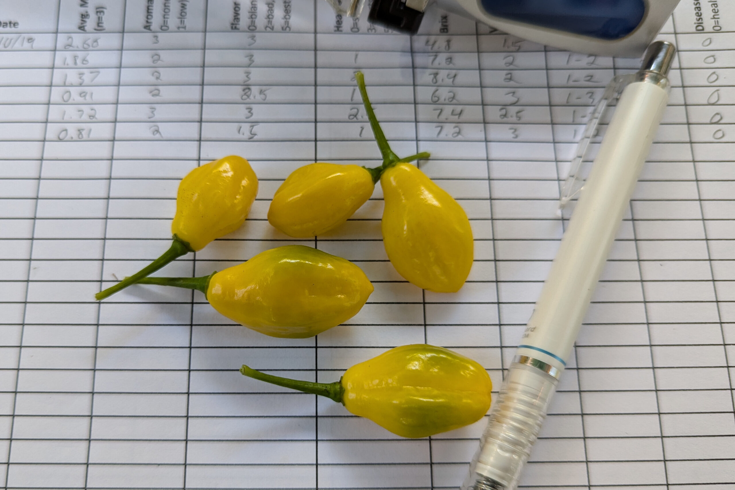 Golden Teardrop - Open Pepper Breeding