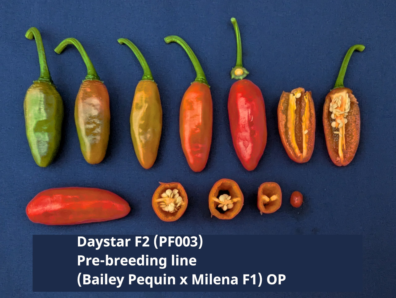 Daystar Line – Bailey Pequin × Milena F2 - Open Pepper Breeding