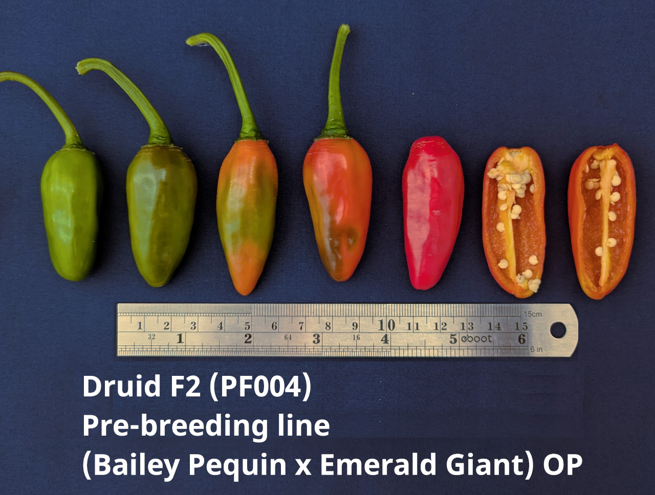 Druid Line - Bailey Pequin x Emerald Green F2 - Open Pepper Breeding